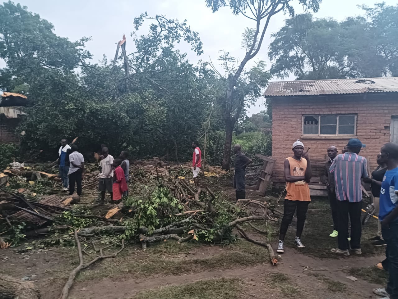 9 People injured by a falling tree in Karonga – Face of Malawi