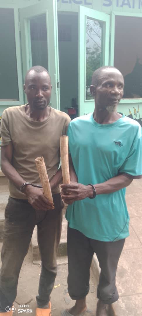 Two Arrested for Possession of Raw Ivory in Ntaja – Face of Malawi