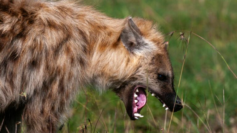 Hyena kills Man in Ntcheu – Face of Malawi