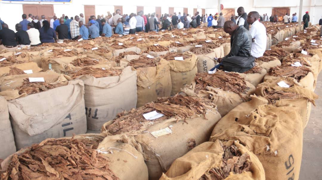 Tobacco Trading Resumes at Limbe Market Amid Farmer Price Concerns ...