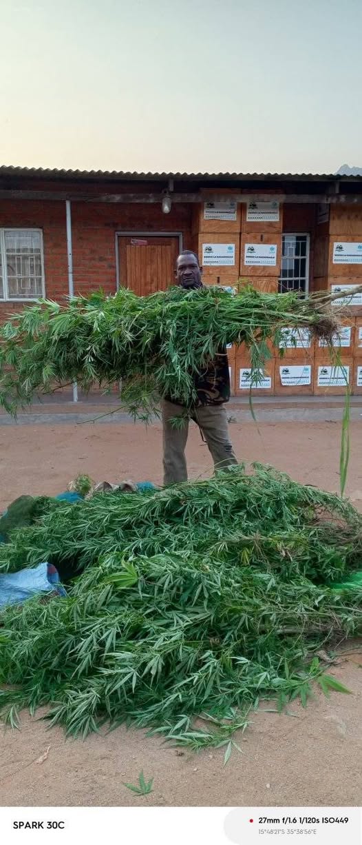 Court Orders 46-Year-Old to Pay K80,000 for Growing Marijuana Without ...